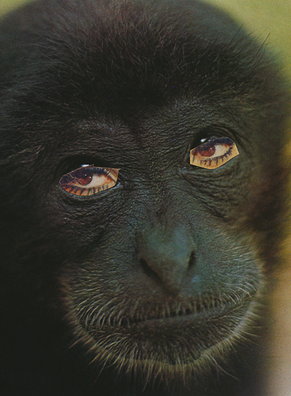 Various Animals – Chantal Rens